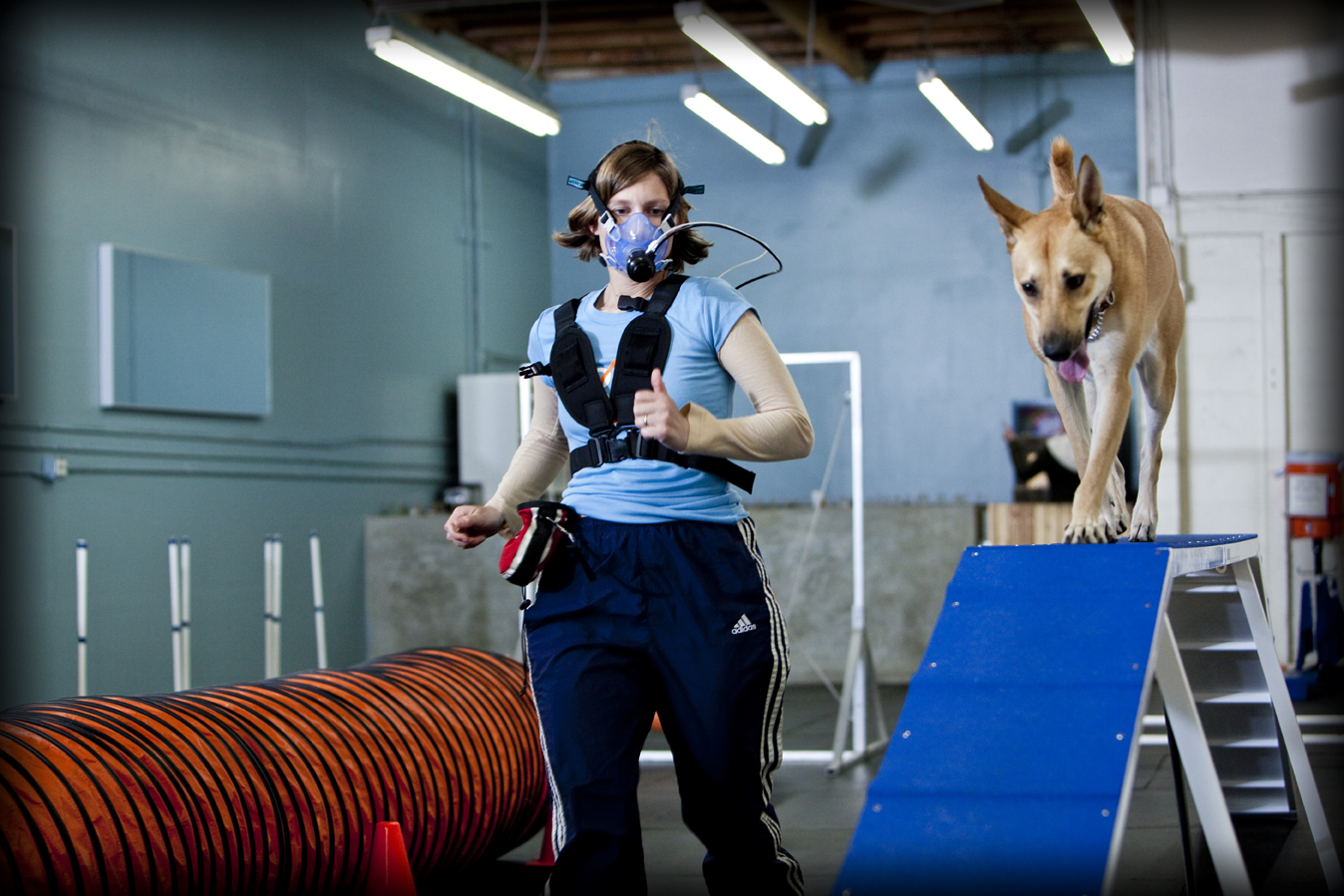 Dog Agility Exercise Study Photos | Zoom Room Dog Training
