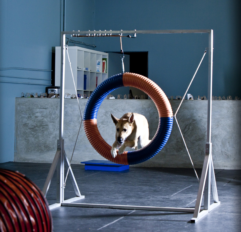 Dog Agility Exercise Study Photos | Zoom Room Dog Training