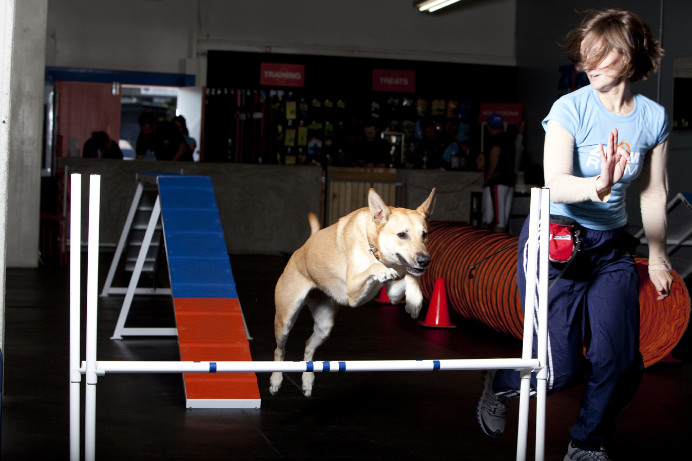 Dog Agility Exercise Study Photos | Zoom Room Dog Training