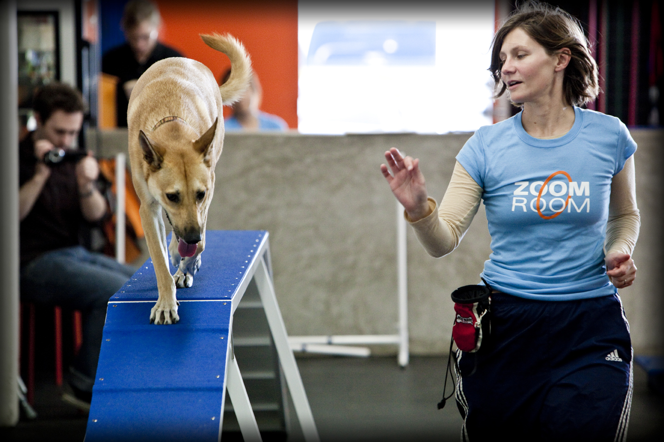 Dog Agility Exercise Study Photos | Zoom Room Dog Training