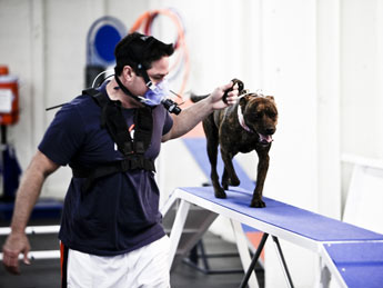 Work Out With Your Dog | Fitness Benefits of Dog Agility | Zoom Room ...