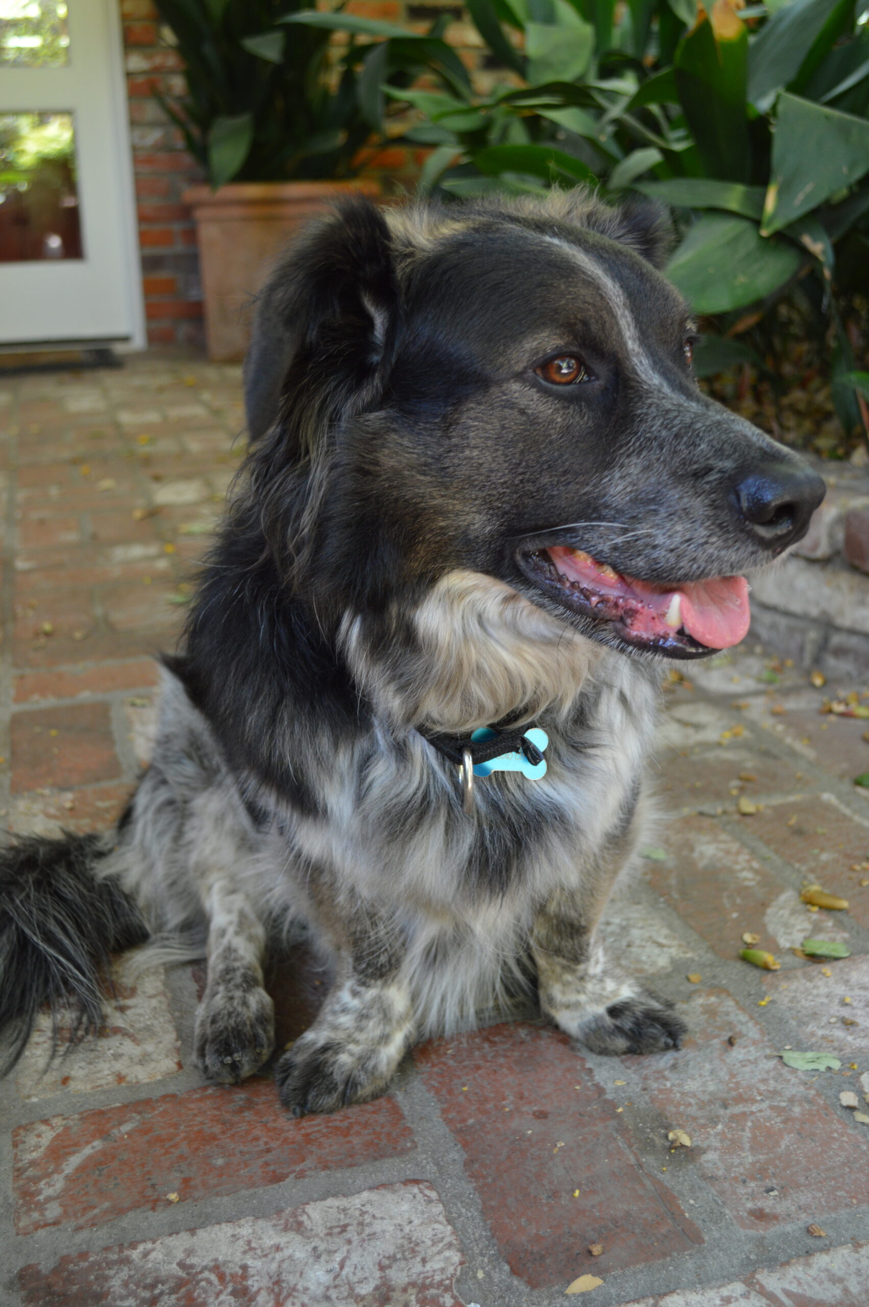 Lovable Mutt is November's Dog of the Month | Zoom Room Dog Training