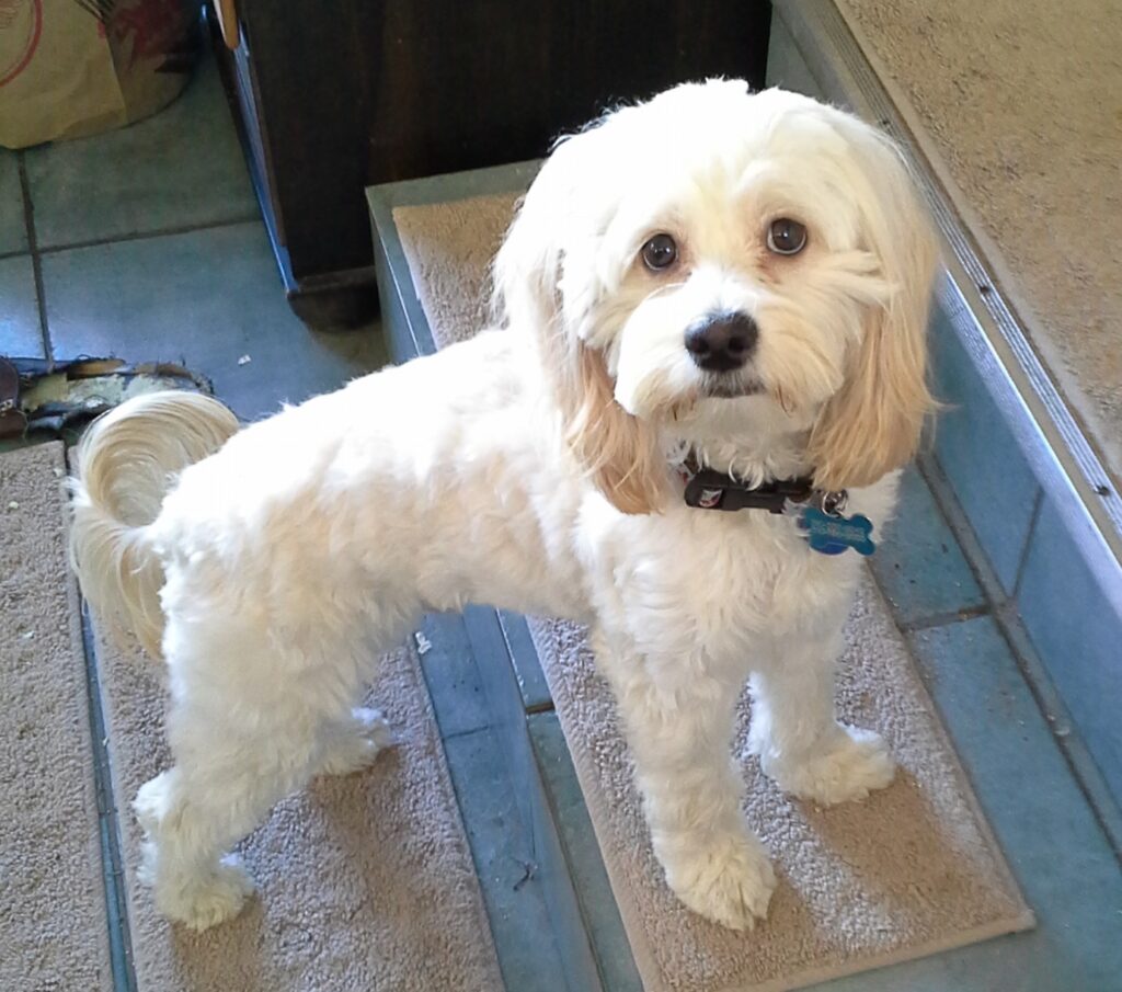 Cockapoo Takes January's Top Honor | Zoom Room Dog Training