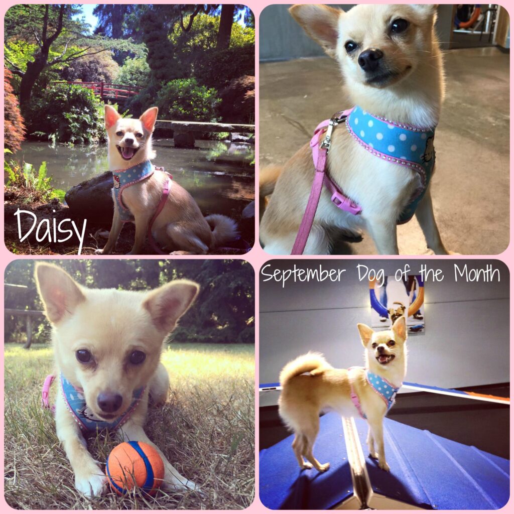 Daisy - September Dog of the Month | Zoom Room Dog Training