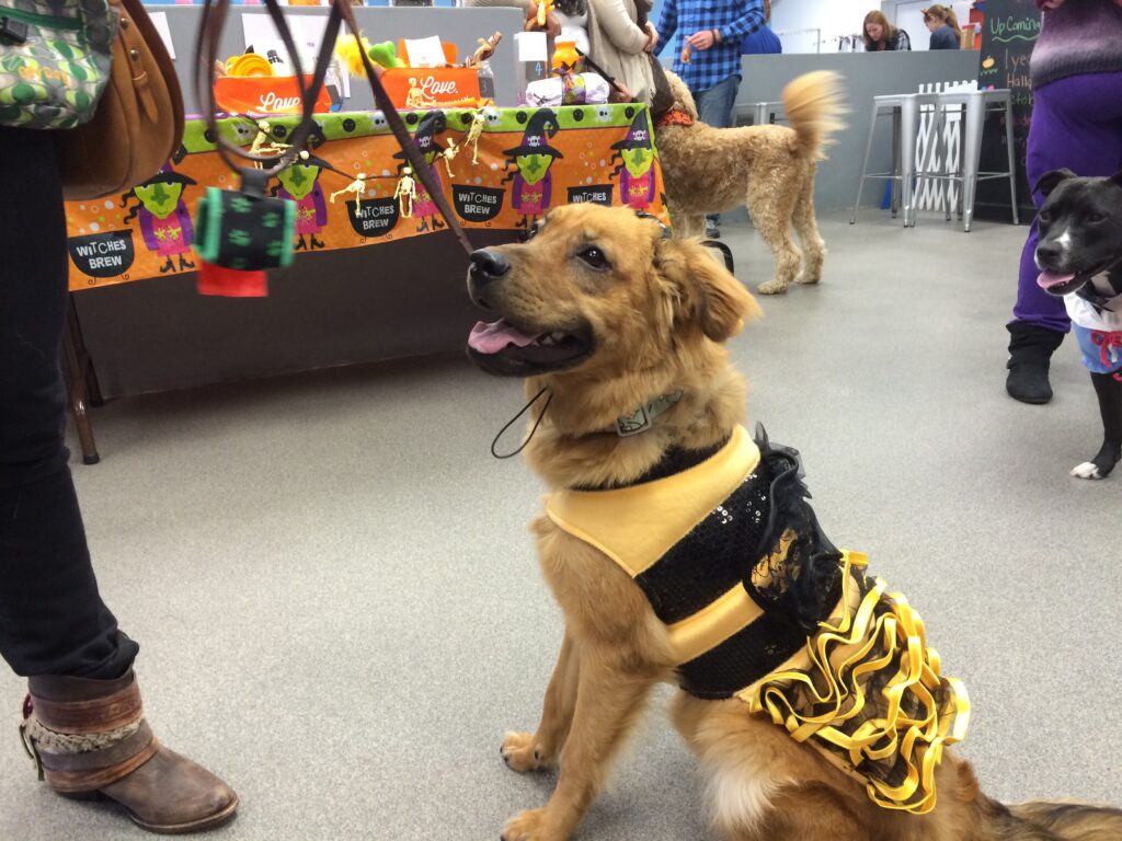 November Dog of the Month | Zoom Room Dog Training