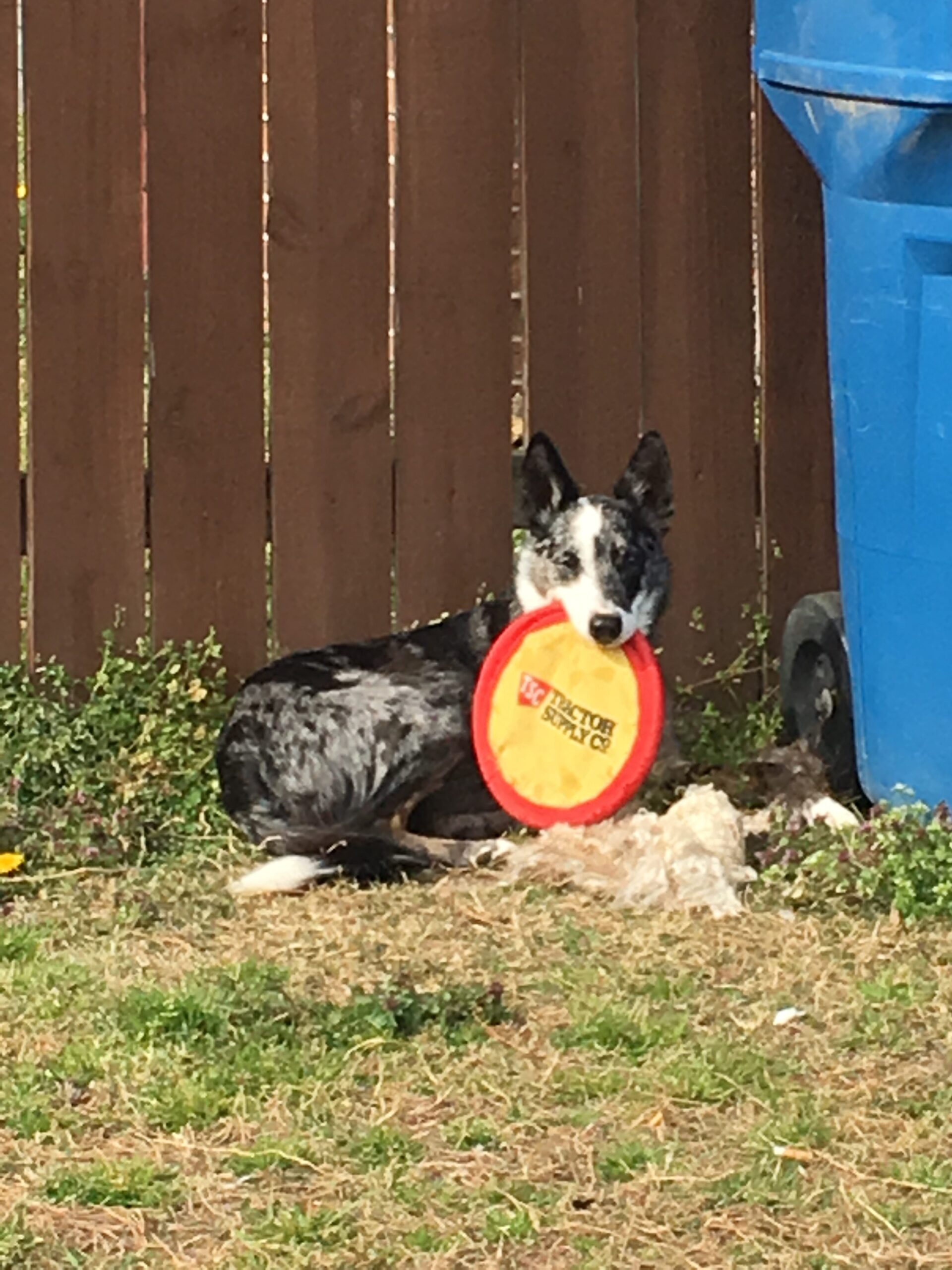 June Dog of the Month - Kable | Zoom Room Dog Training