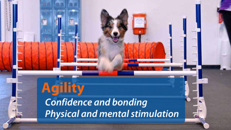 Premiere Positive Reinforcement Dog Training Colorado Springs | Agility | Obedience | Puppy ...