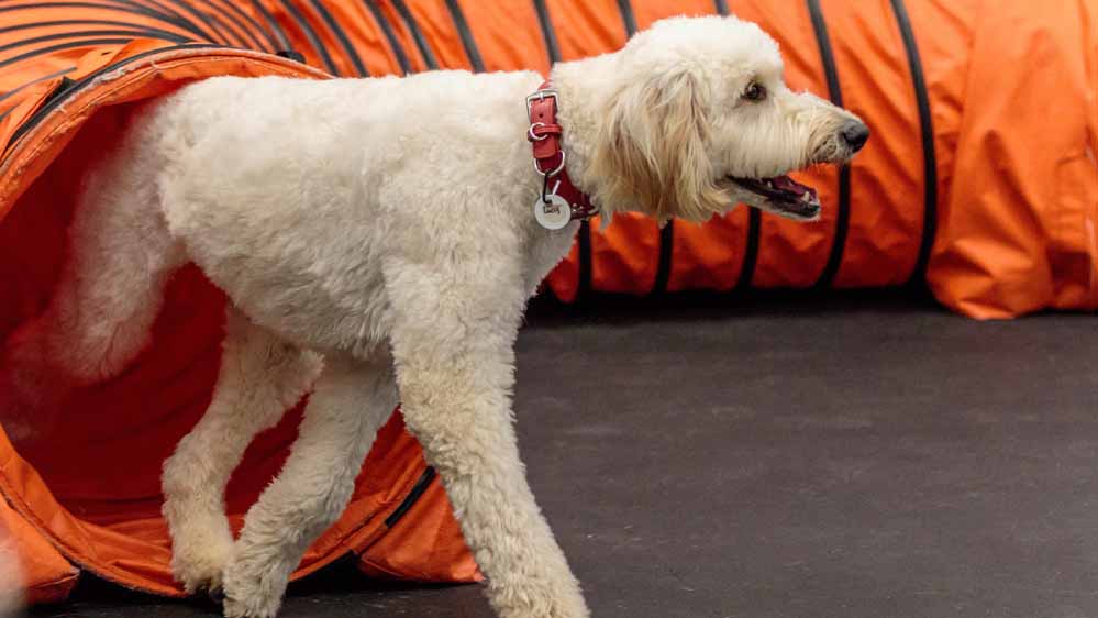 Dog Training Cary | Agility | Obedience | Puppy | Zoom Room Dog Training