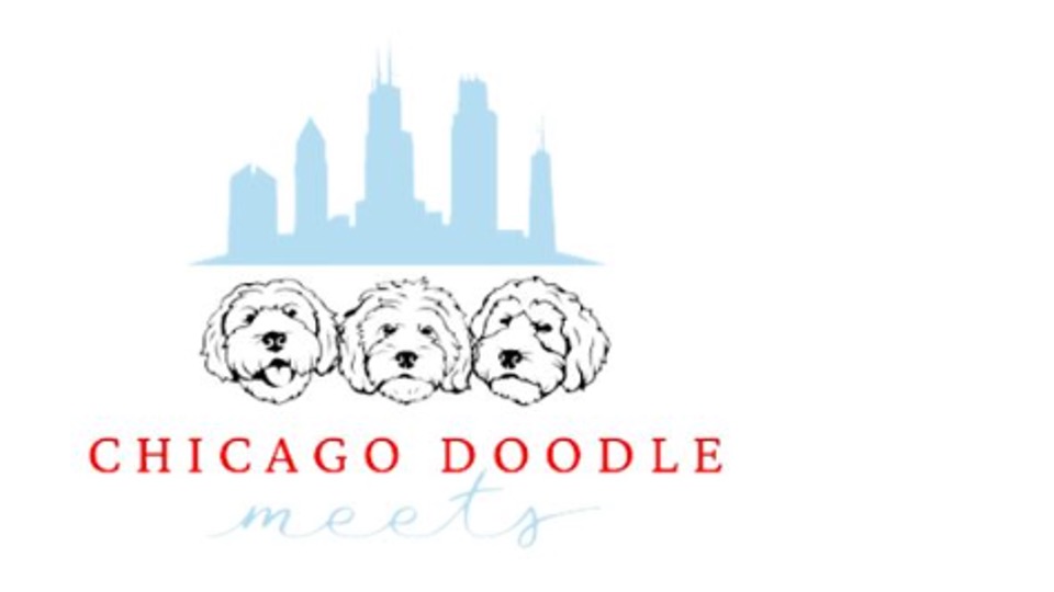 Chicago Doodle Meets February Meet Up | Zoom Room Dog Training