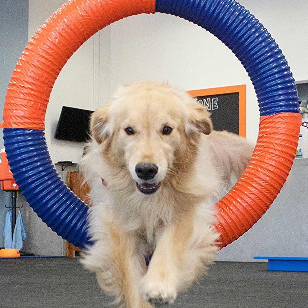 Zoom Room Grand Opening | Zoom Room Dog Training