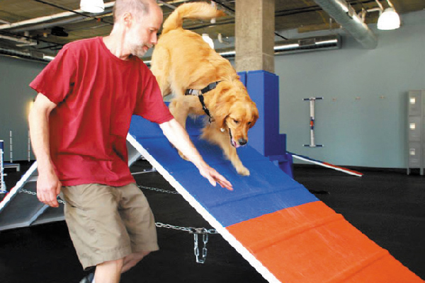 Zoom Room is an Indoor Gym for Dogs | Zoom Room Dog Training