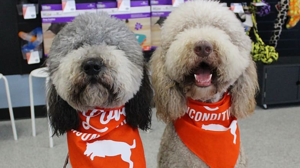 Tips and Tricks for Keeping Your Dog Cool During The Summer | Zoom Room ...