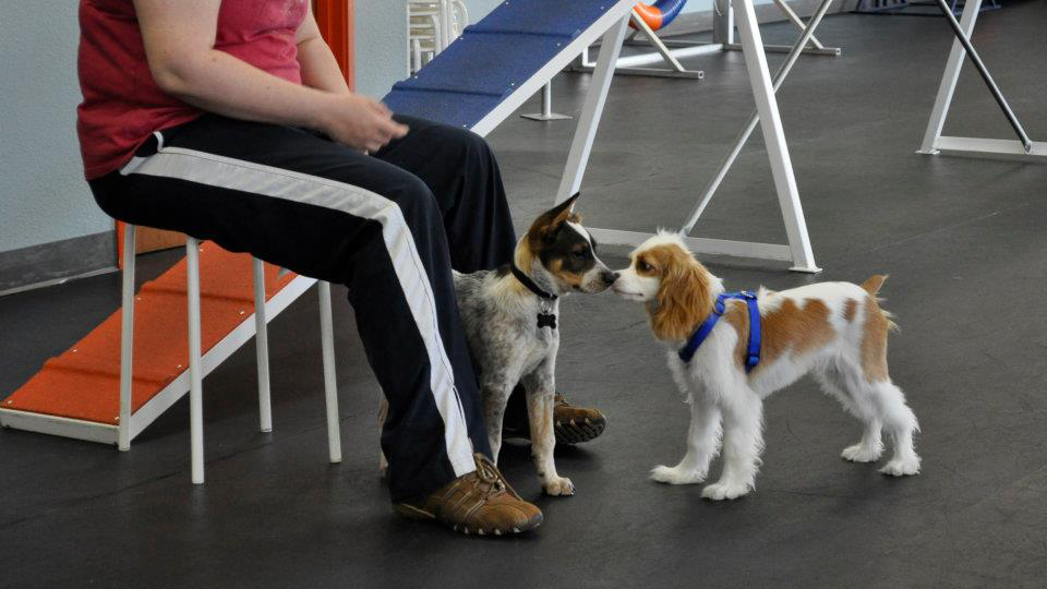 Safety Tips for Dogs | Zoom Room Dog Training