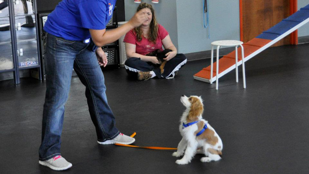 Dog Training: How to Teach Your Dog the “Off” Command | Zoom Room Dog ...