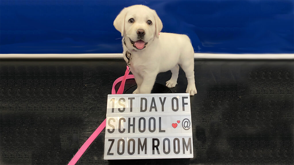 Preparing Your Dog for Back To School Season | Zoom Room Dog Training