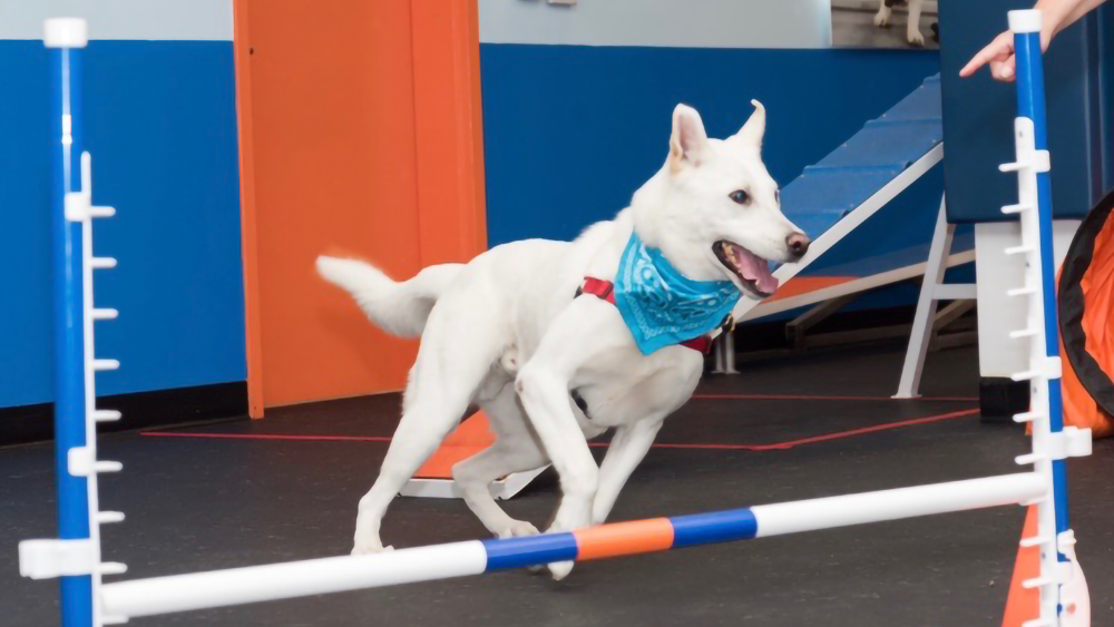 How to Get Your Pup in Shape | Zoom Room Dog Training