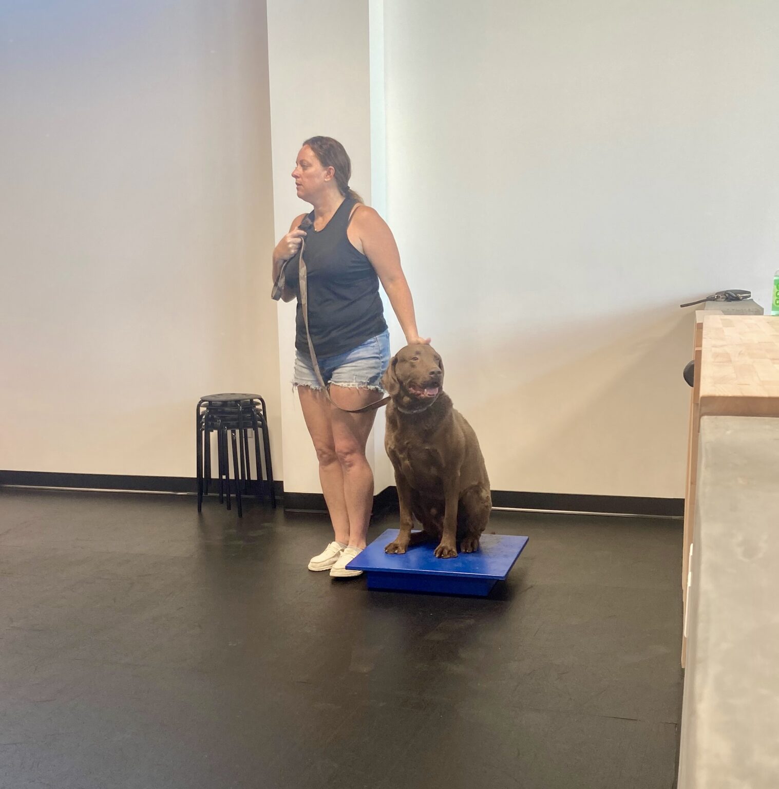 | Aug 7 |K| Aug 7 |o| Aug 7 |a| Aug 7 | | Zoom Room Dog Training