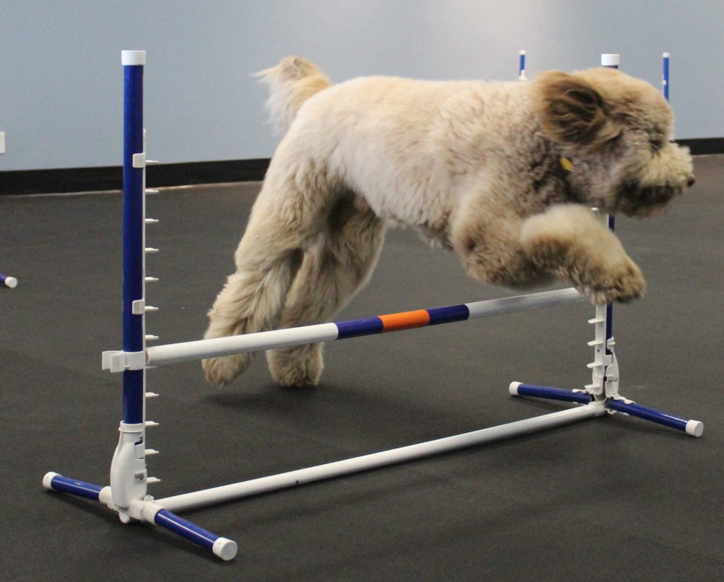 | May 9 |B| May 9 |e| May 9 |a| May 9 |r| May 9 | | Zoom Room Dog Training