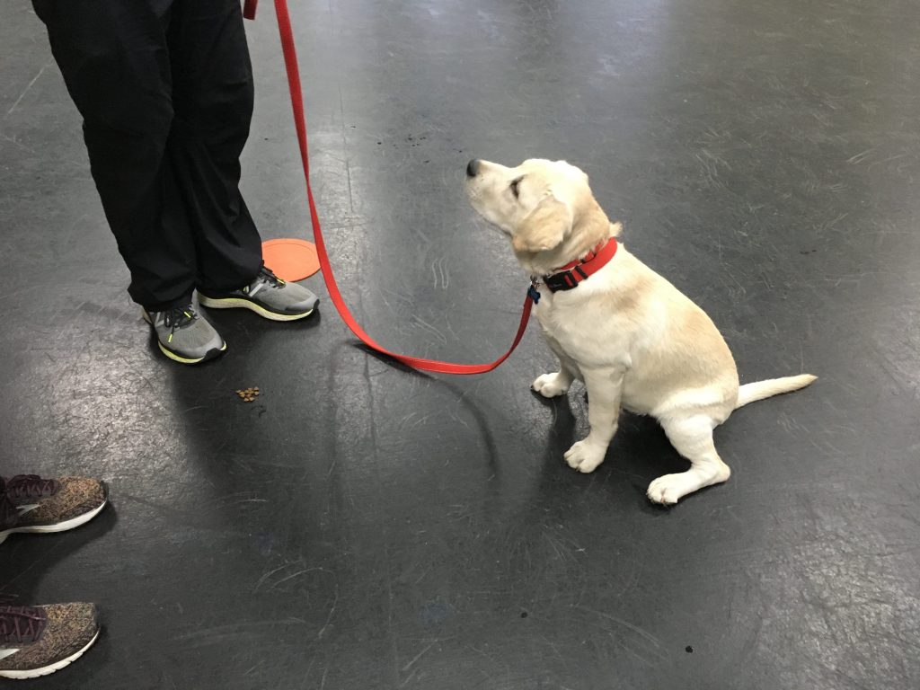 Dasher | Zoom Room Dog Training
