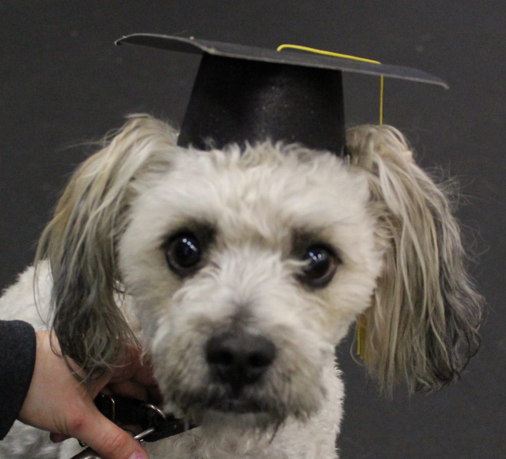 | Mar 11 |F| Mar 11 |r| Mar 11 |e| Mar 11 |d| Mar 11 | | Zoom Room Dog ...