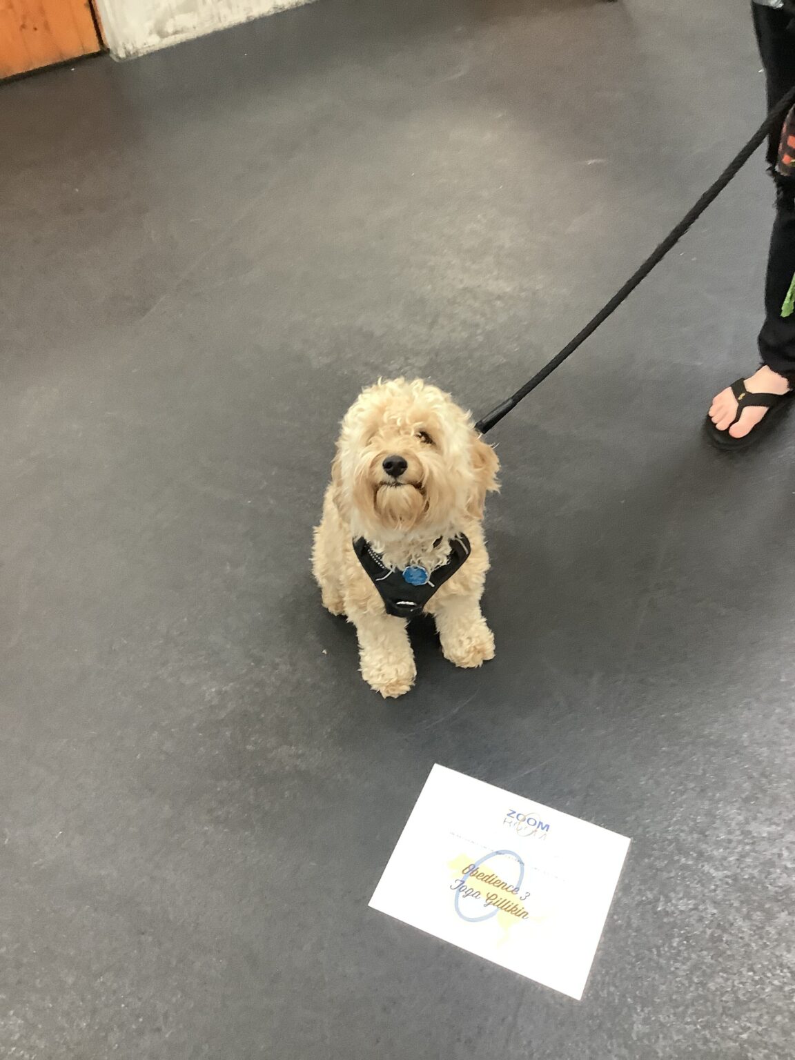Toga | Zoom Room Dog Training