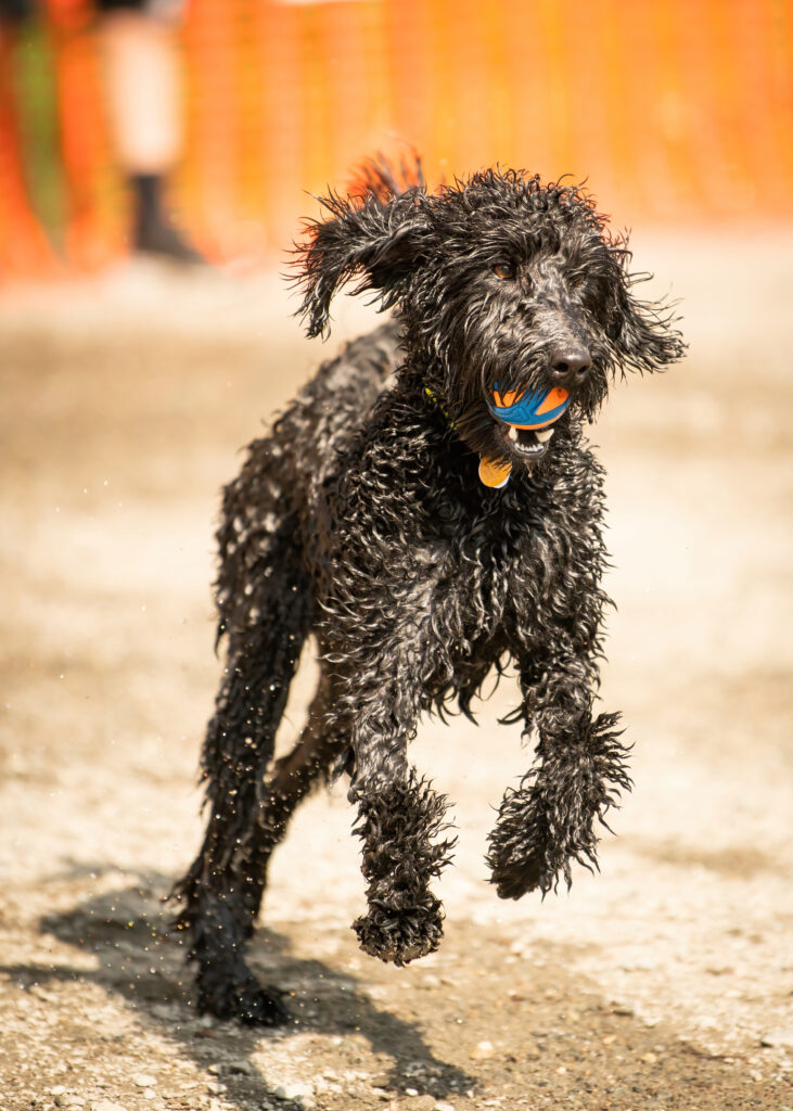 Rowdy Ryder | Zoom Room Dog Training