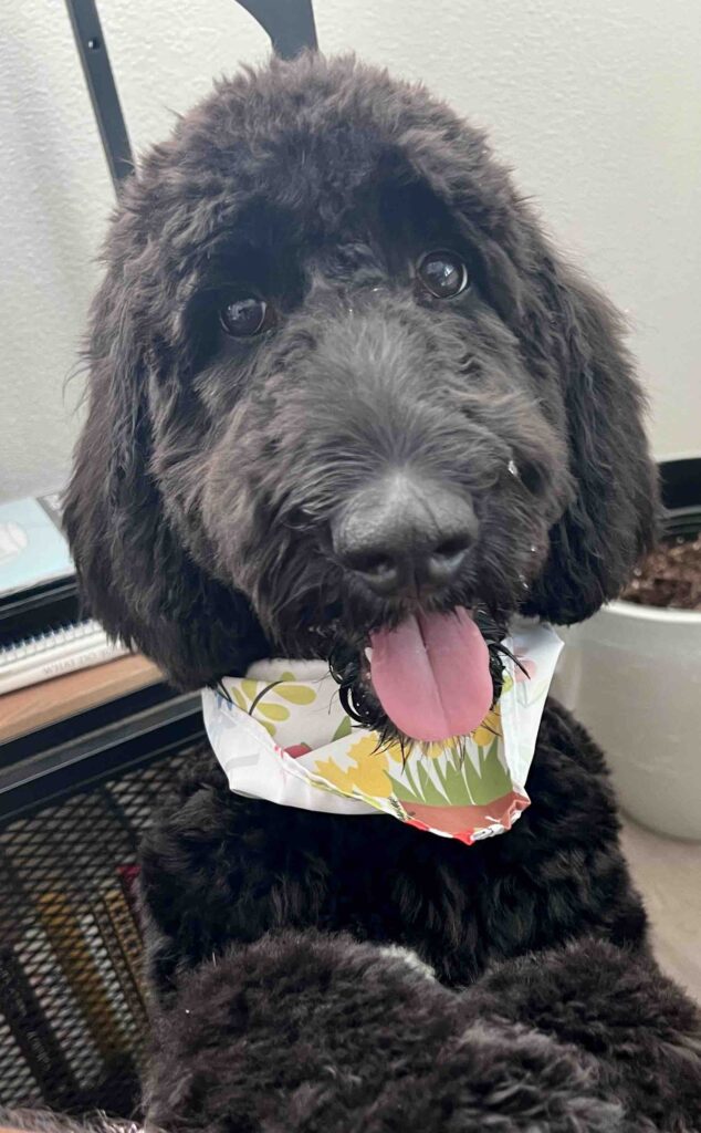 June Dog of the Month | Zoom Room Dog Training