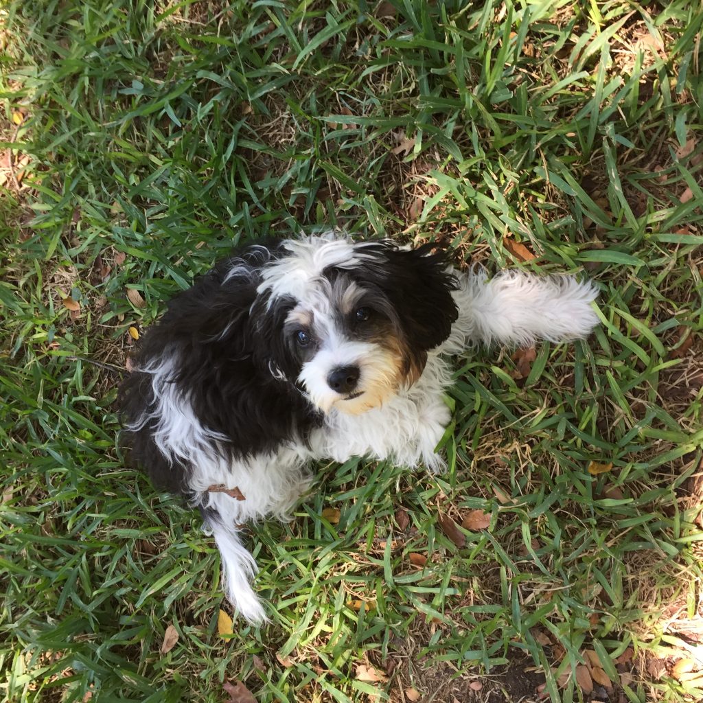 August Dog of the Month | Zoom Room Dog Training