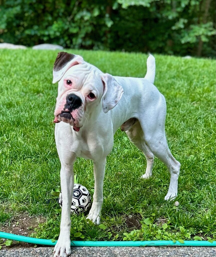 Dapper Dash | Zoom Room Dog Training
