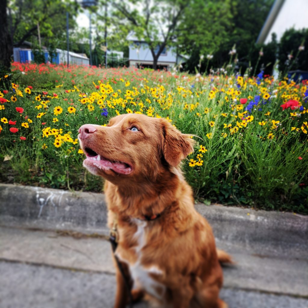 June Dog of the Month | Zoom Room Dog Training