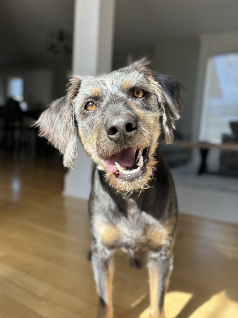 Goofy and Here for a Good Time | Zoom Room Dog Training