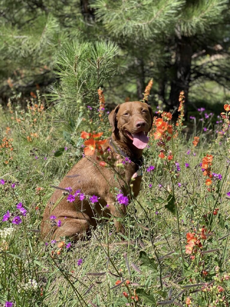 Steady as a Juniper | Zoom Room Dog Training