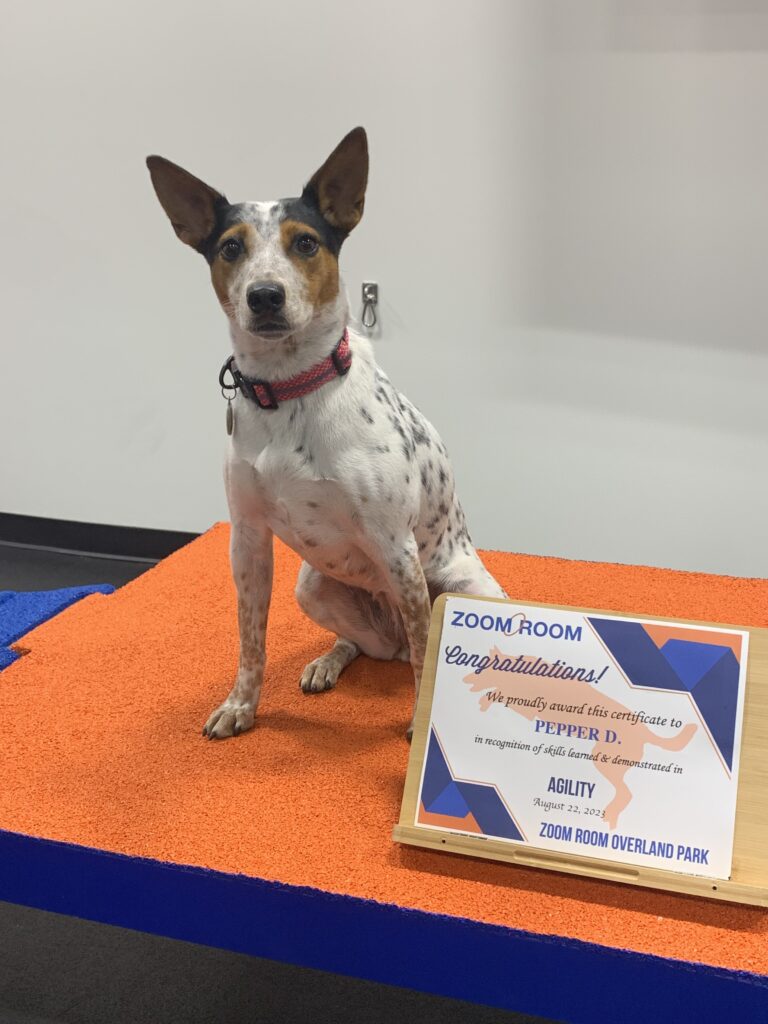 Started at Grand Opening Intro to Agility, Now an Advanced Agility ...