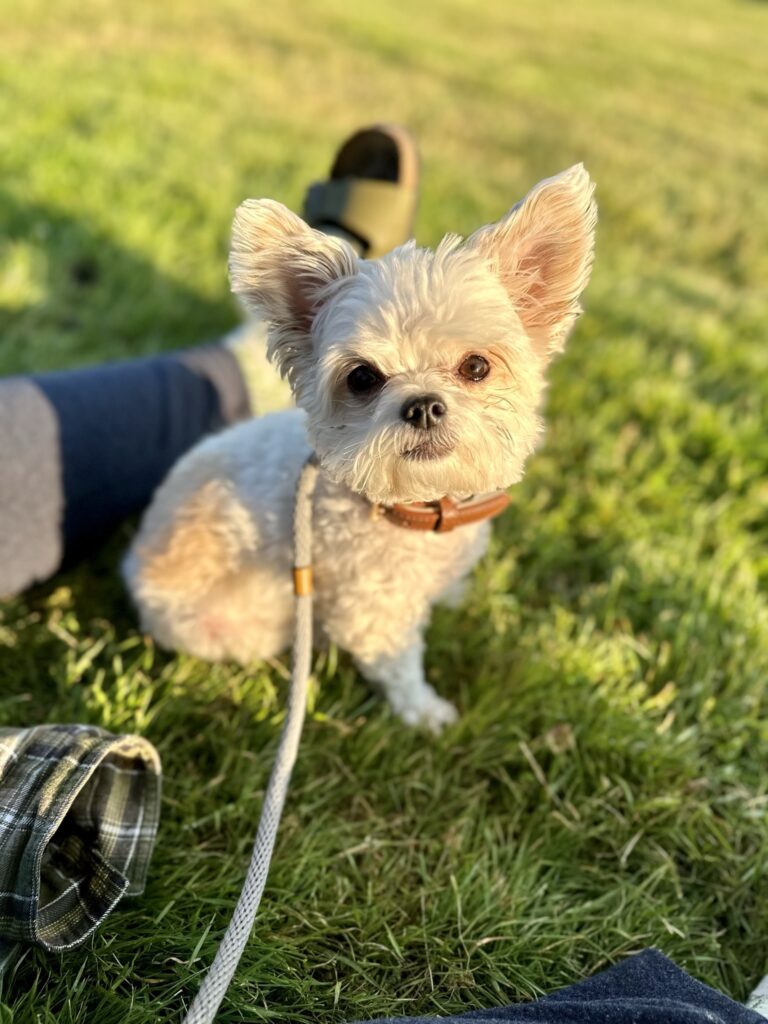 Zesty Zeus | Zoom Room Dog Training