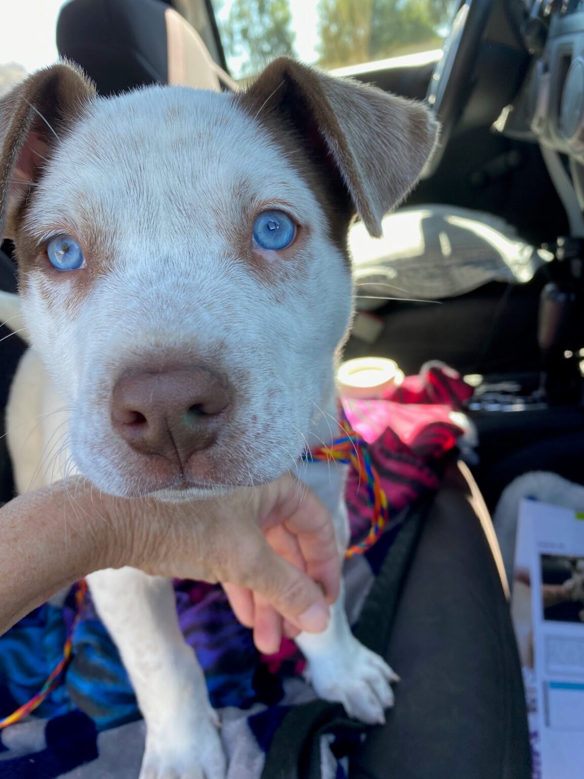 Adoption success story turning 2 this week - Happy Birthday! | Zoom ...