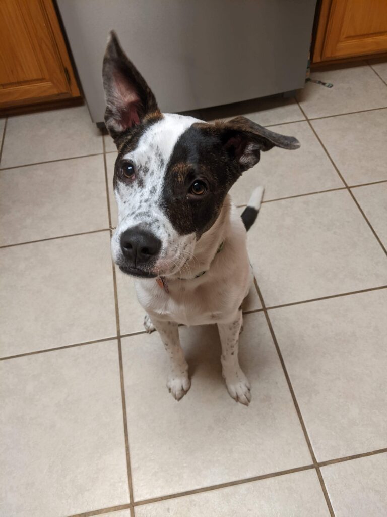 All Bark, No Bite | Zoom Room Dog Training