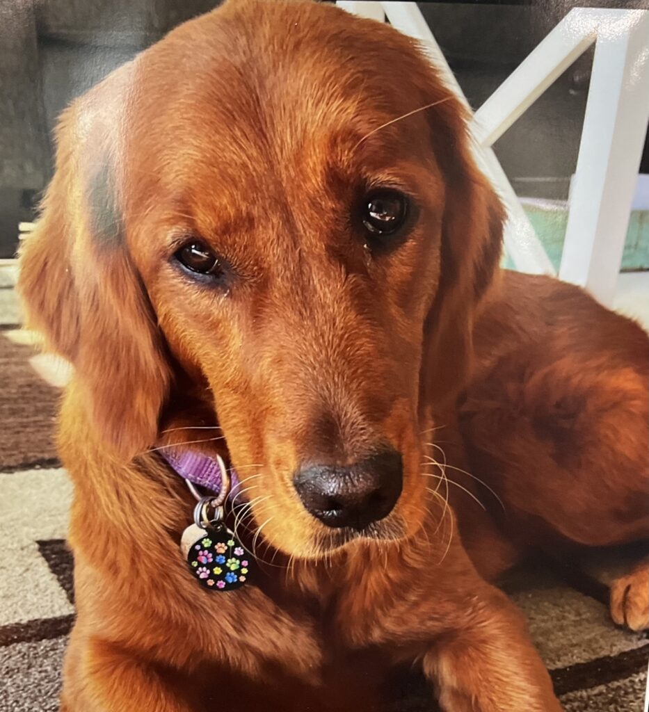 September Dog Of The Month | Zoom Room Dog Training