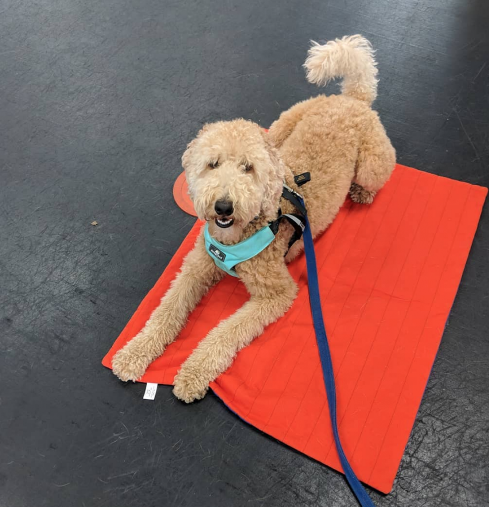 October Dog of the Month | Zoom Room Dog Training