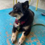 The Tiny Tottering Titan | Zoom Room Dog Training