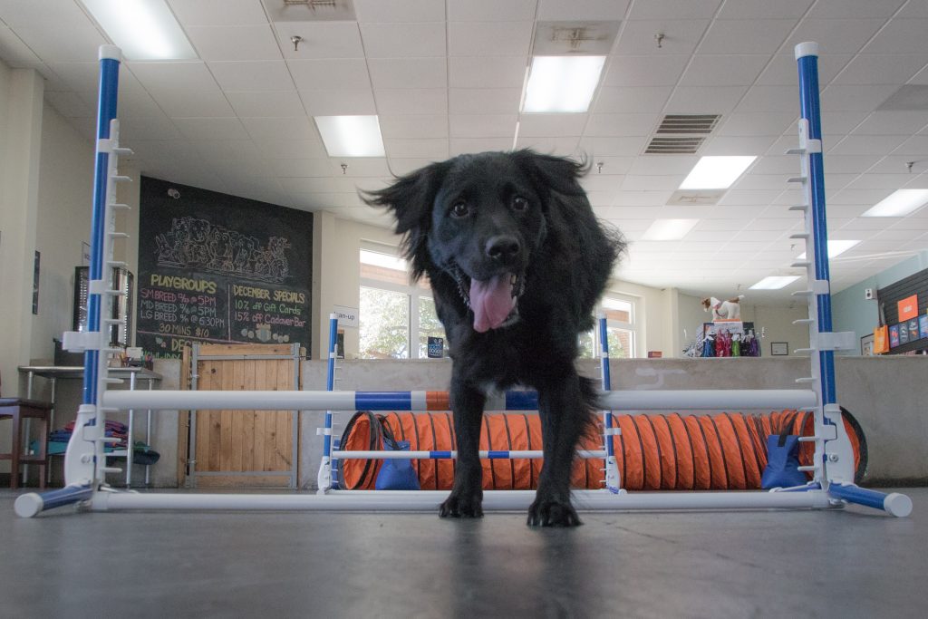 May Dog of the Month! | Zoom Room Dog Training