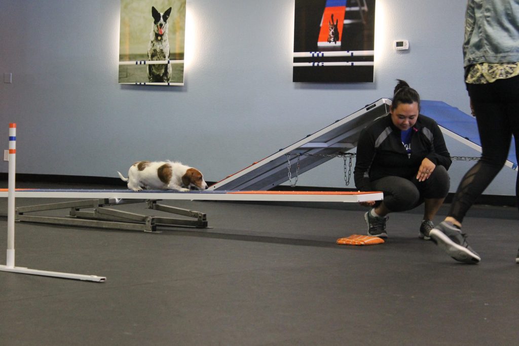 Our smallest and most adorable Agility Dog | Zoom Room Dog Training